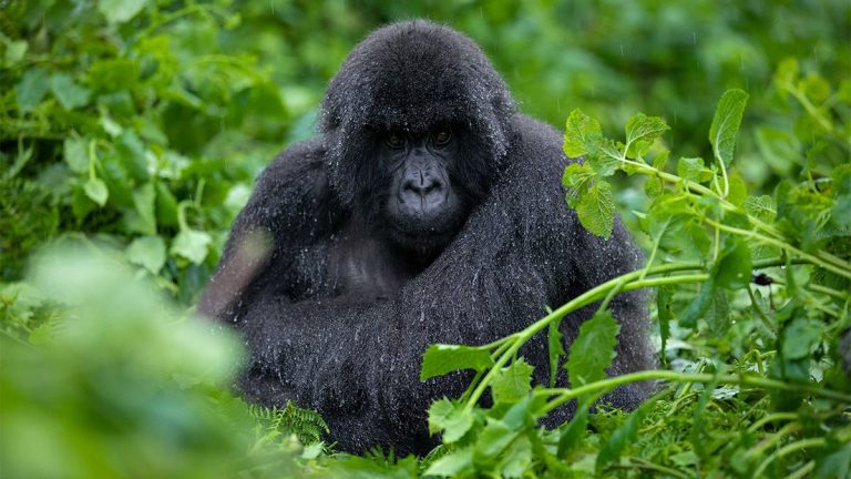 The Intricate World of Gorilla Mating